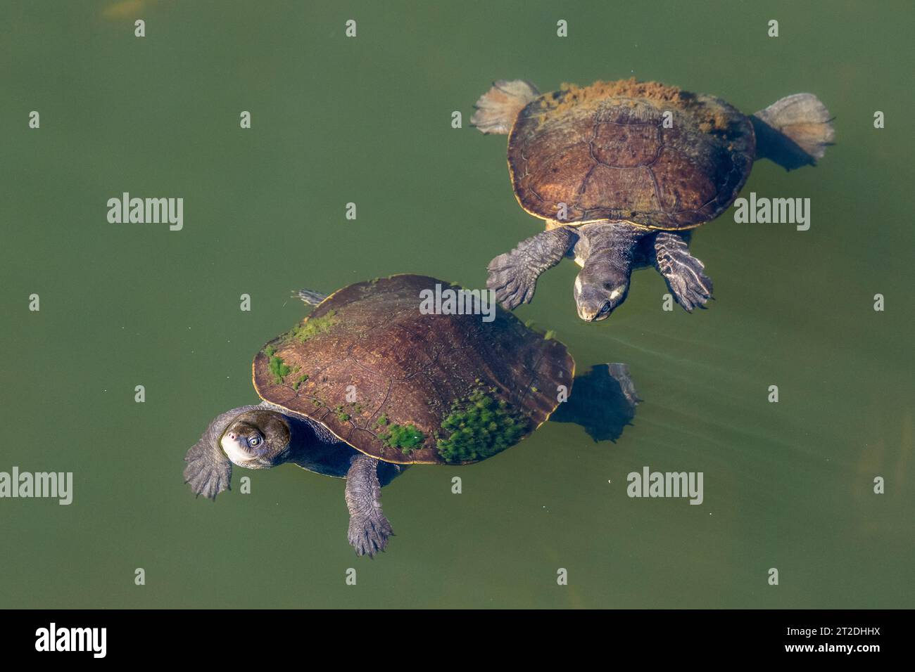 Australian macquarie turtle hi-res stock photography and images - Alamy