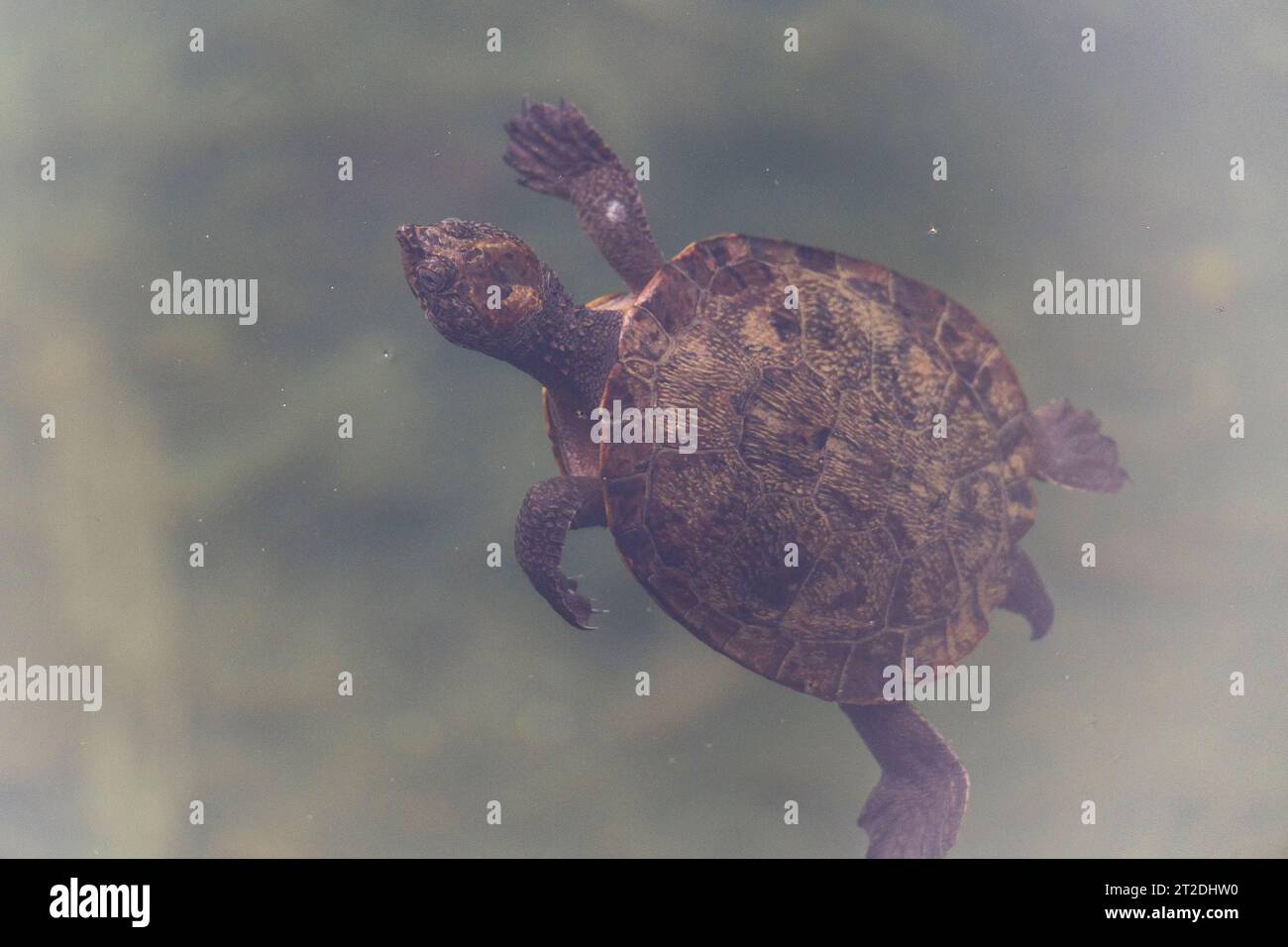 Myuchelys latisternum: Saw-shelled Turtle in its Natural Waterway Stock ...