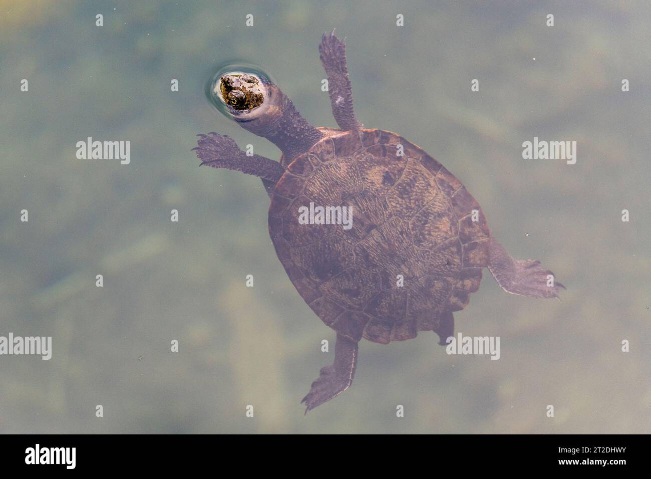 Myuchelys latisternum: Saw-shelled Turtle in its Natural Waterway Stock ...