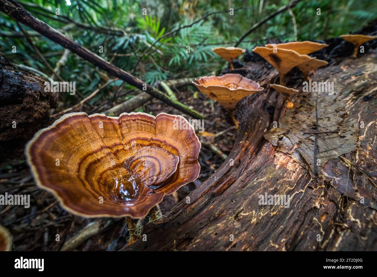 Microporus xanthopus: Vibrant Fungi in the Understory of Far North ...