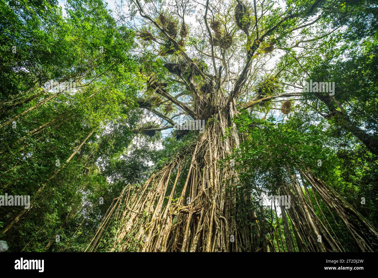 Cathedral Fig Tree - Majestic Ficus Virens in Far North Queensland ...