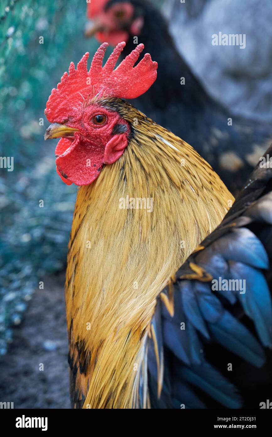 Beautiful red rooster chickens hi-res stock photography and images - Alamy