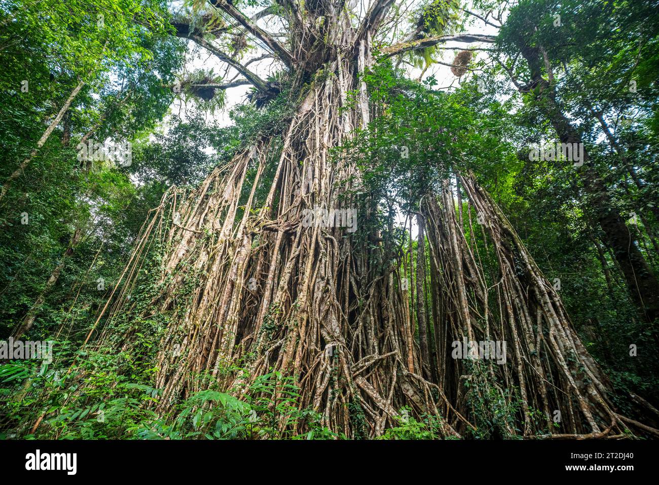 Cathedral Fig Tree - Majestic Ficus Virens in Far North Queensland ...
