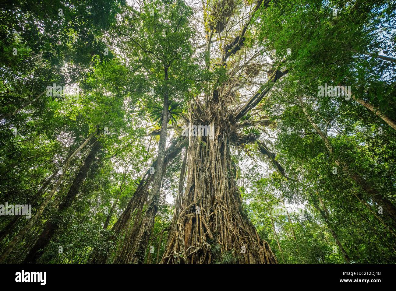 Cathedral Fig Tree - Majestic Ficus Virens in Far North Queensland ...