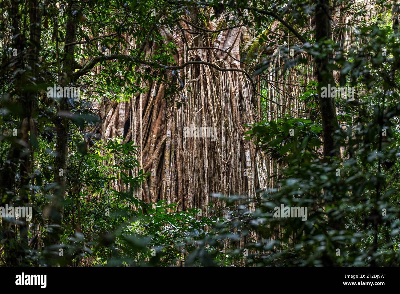 Curtain Fig Tree - Spectacular Ficus Virens Attraction in Far North ...