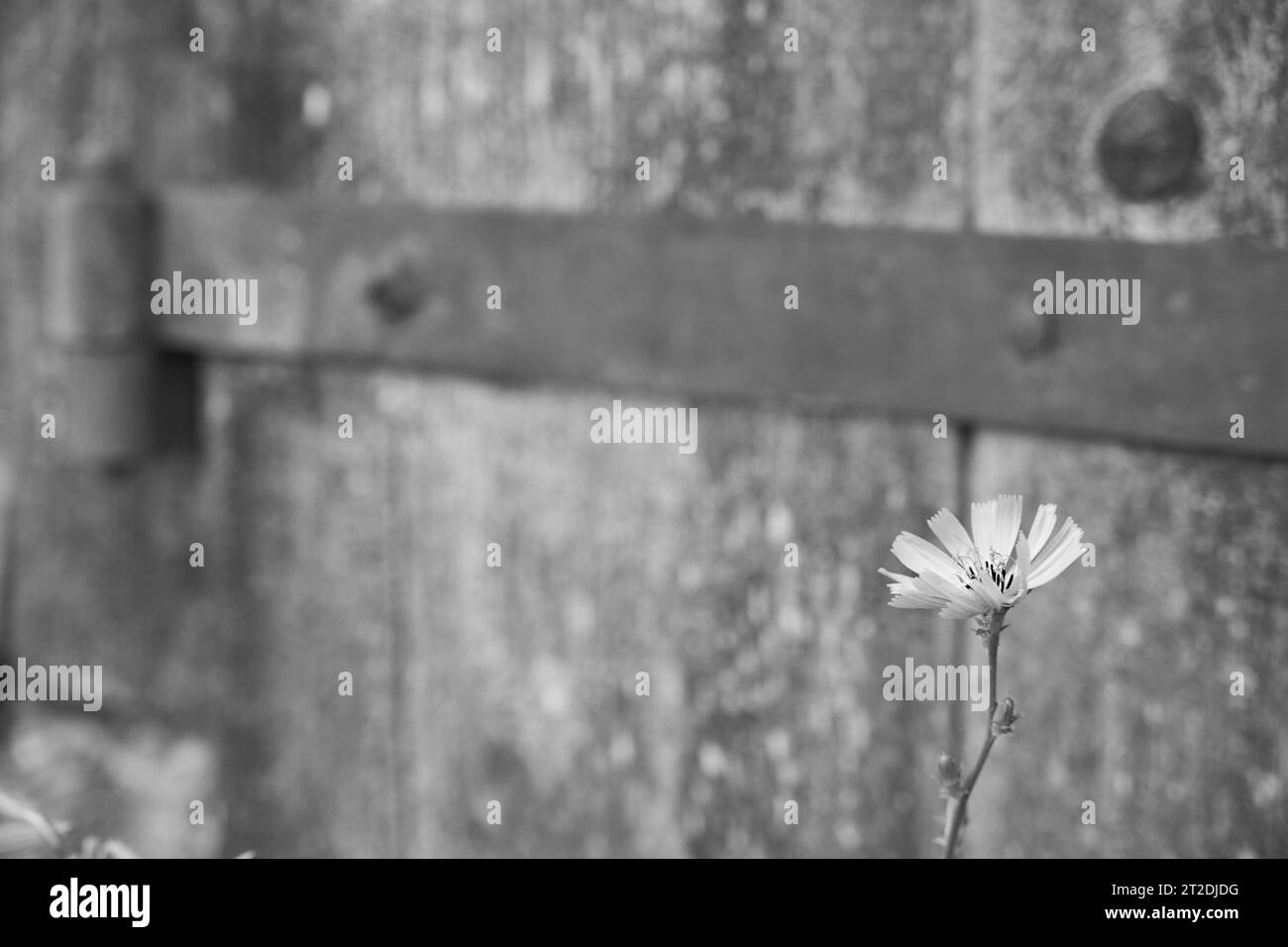 Switzerland flower Black and White Stock Photos & Images - Alamy