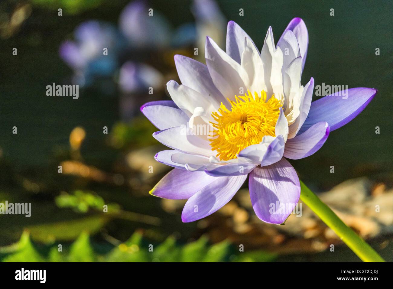 Nymphaea gigantea: Giant Water Lily Blooming in Queensland's Wild ...