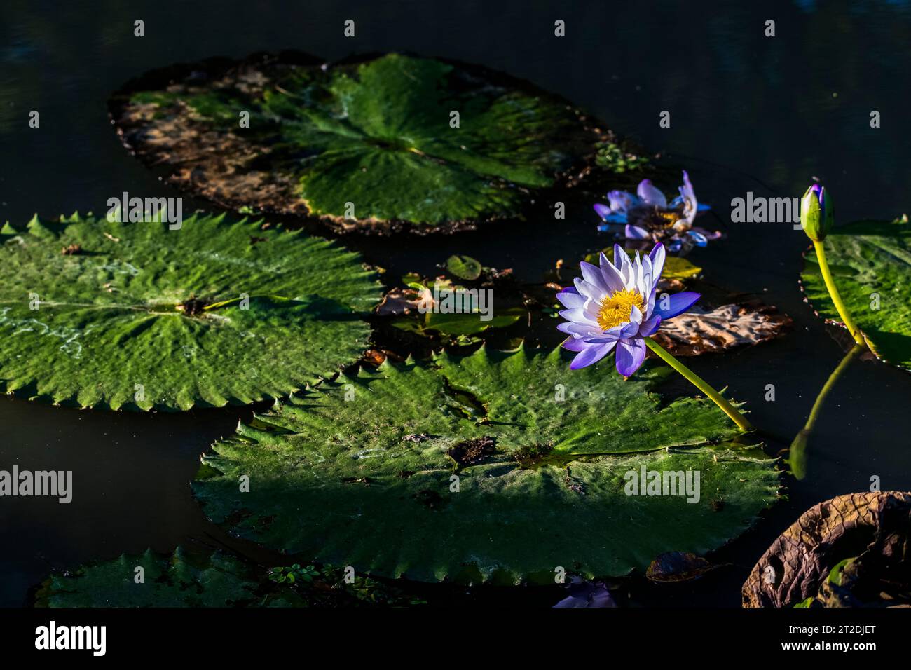 Nymphaea gigantea: Giant Water Lily Blooming in Queensland's Wild ...