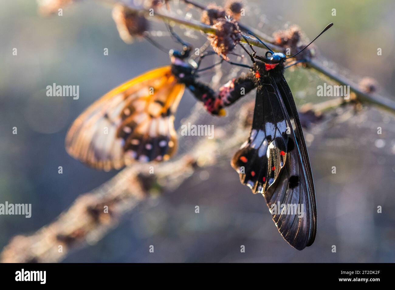 Cressida cressida Pairing: Mating Ritual of the Clearwing Swallowtail ...