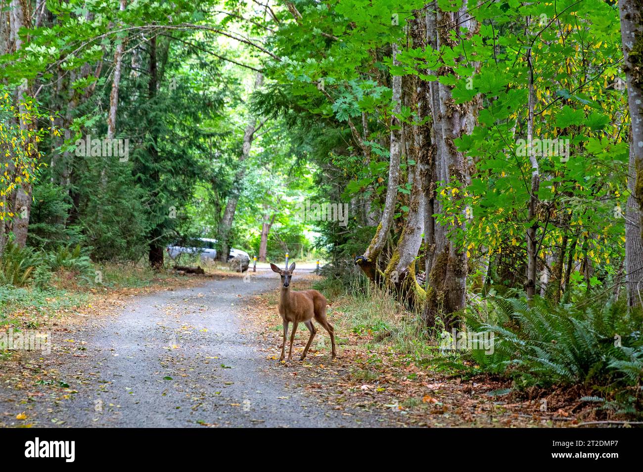 Deer on the Galloping Goose Trail near Sooke, Vancouver Island Stock ...