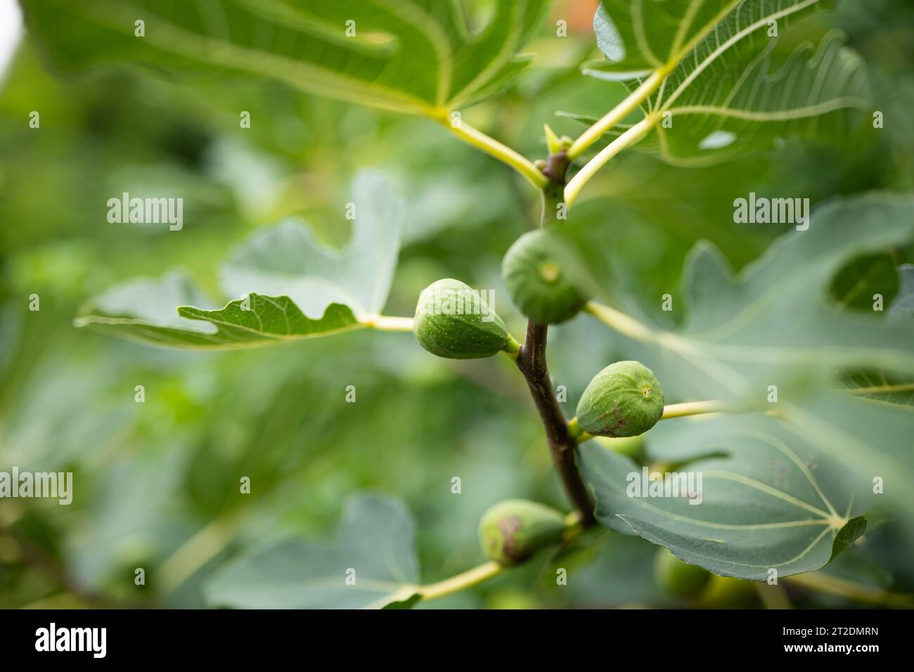 Green unripe fig fruit on a fig tree branch with green leaves. Close up ...