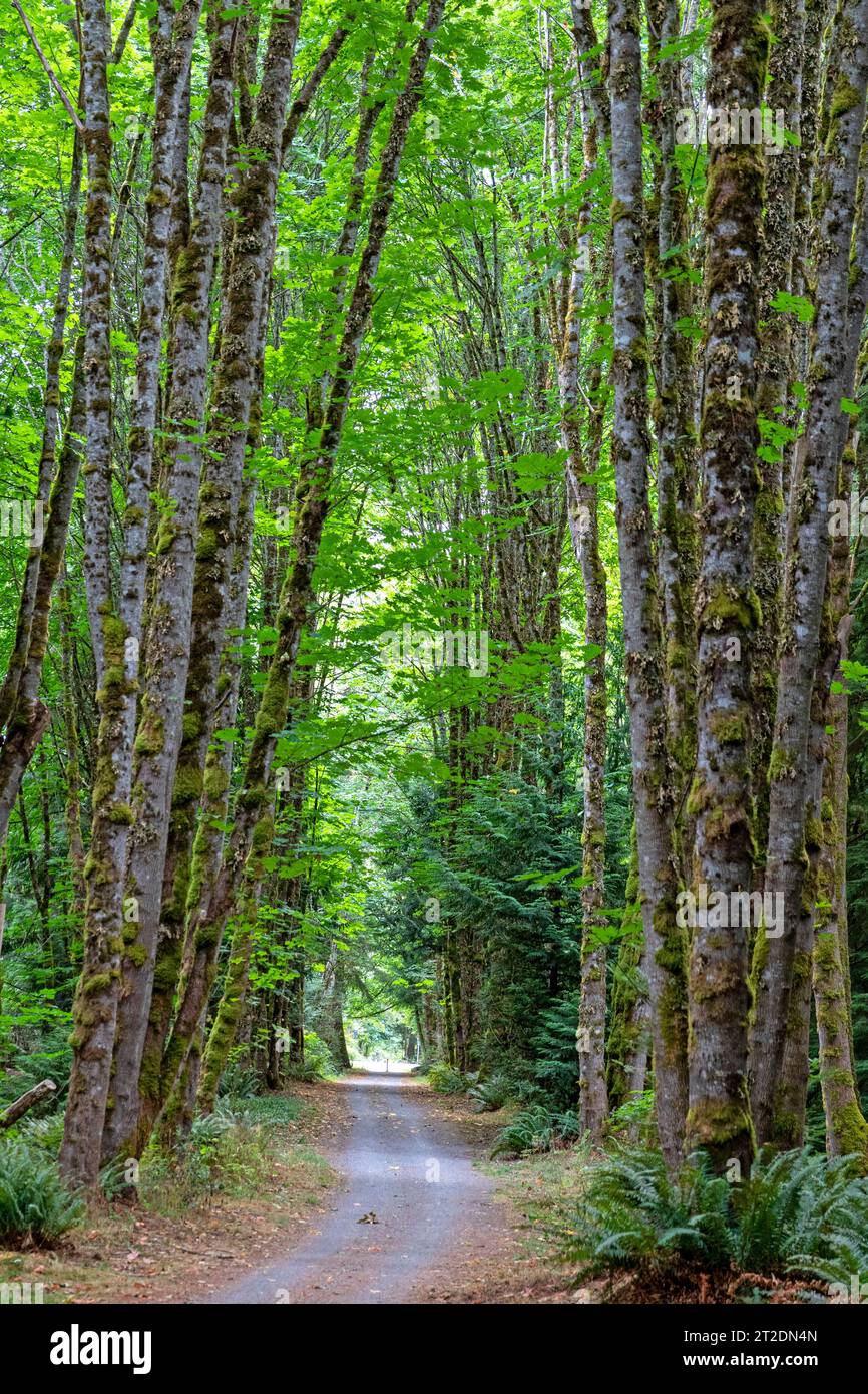Galloping goose hi-res stock photography and images - Alamy