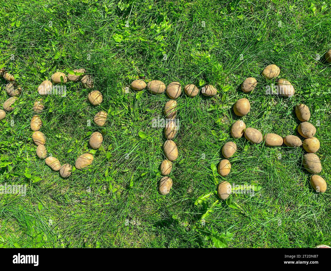potatoes on green grass. large potatoes are lined with the letter O, T ...