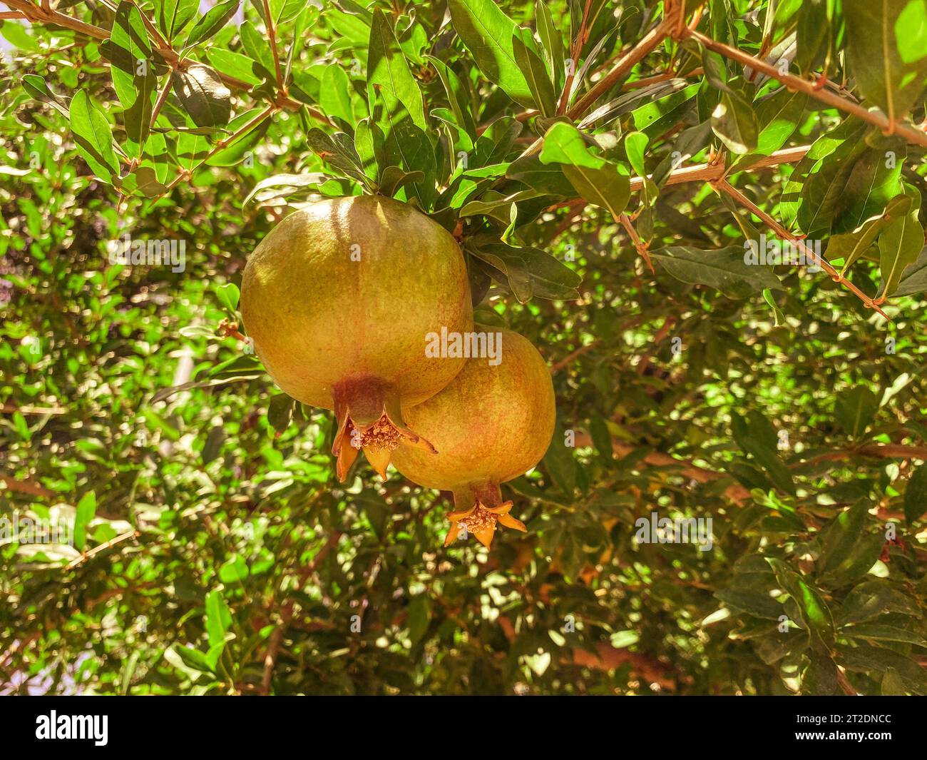 yellow pomegranate hanging on a tree branch. green branch with leaves ...