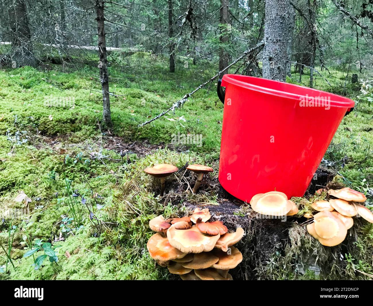 Camouflage mushroom hi-res stock photography and images - Alamy