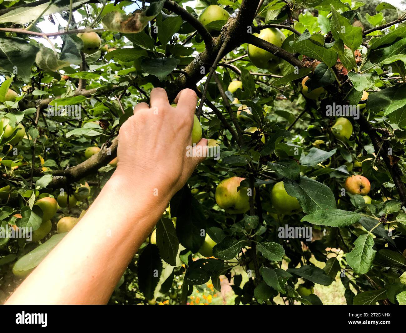 apples are hanging on the tree. Apple orchard. summer mood, enjoyment ...