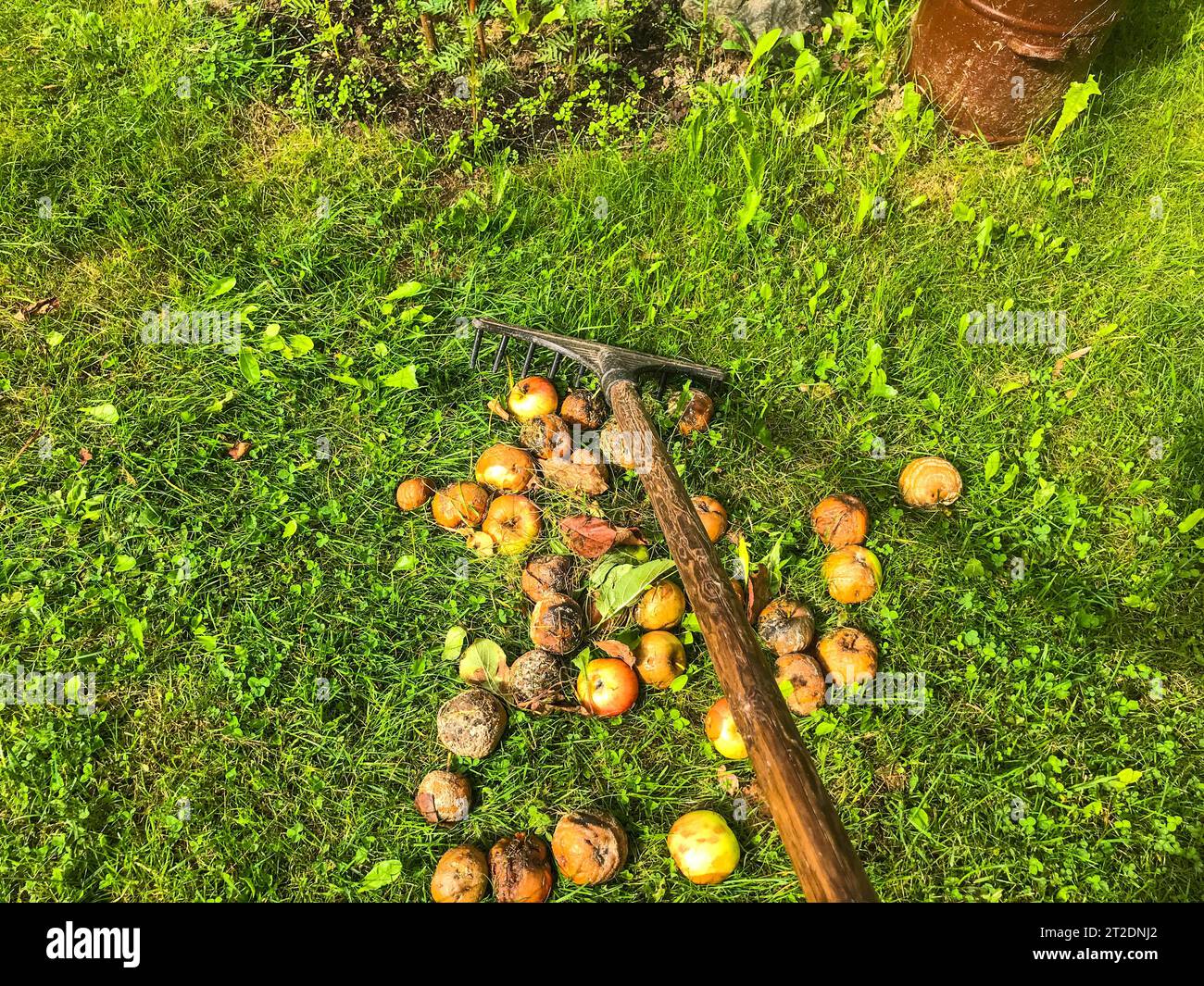 apples lie on the ground, bright and juicy apple fruits. the gardener ...