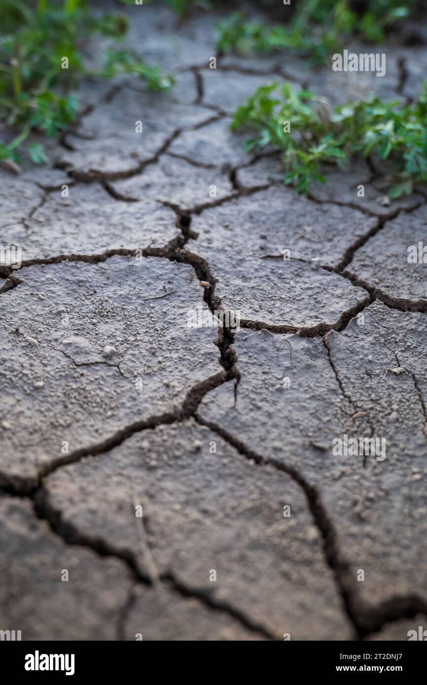 Cracked agricultural soil from summer drought with green plants growing ...
