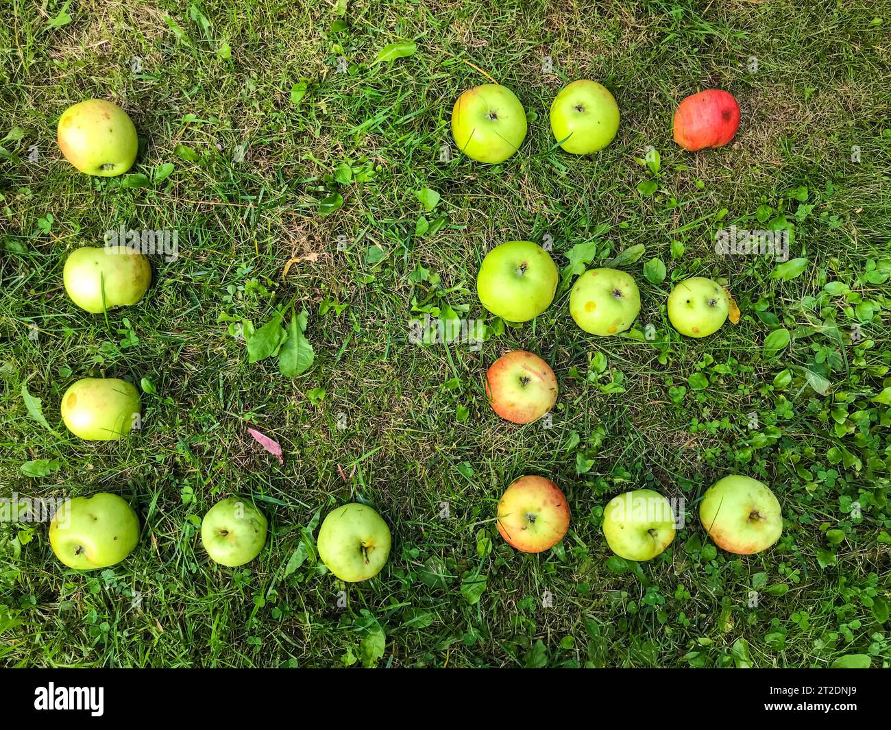 letters from apples. letter L and e, apple lettering. letters for word ...