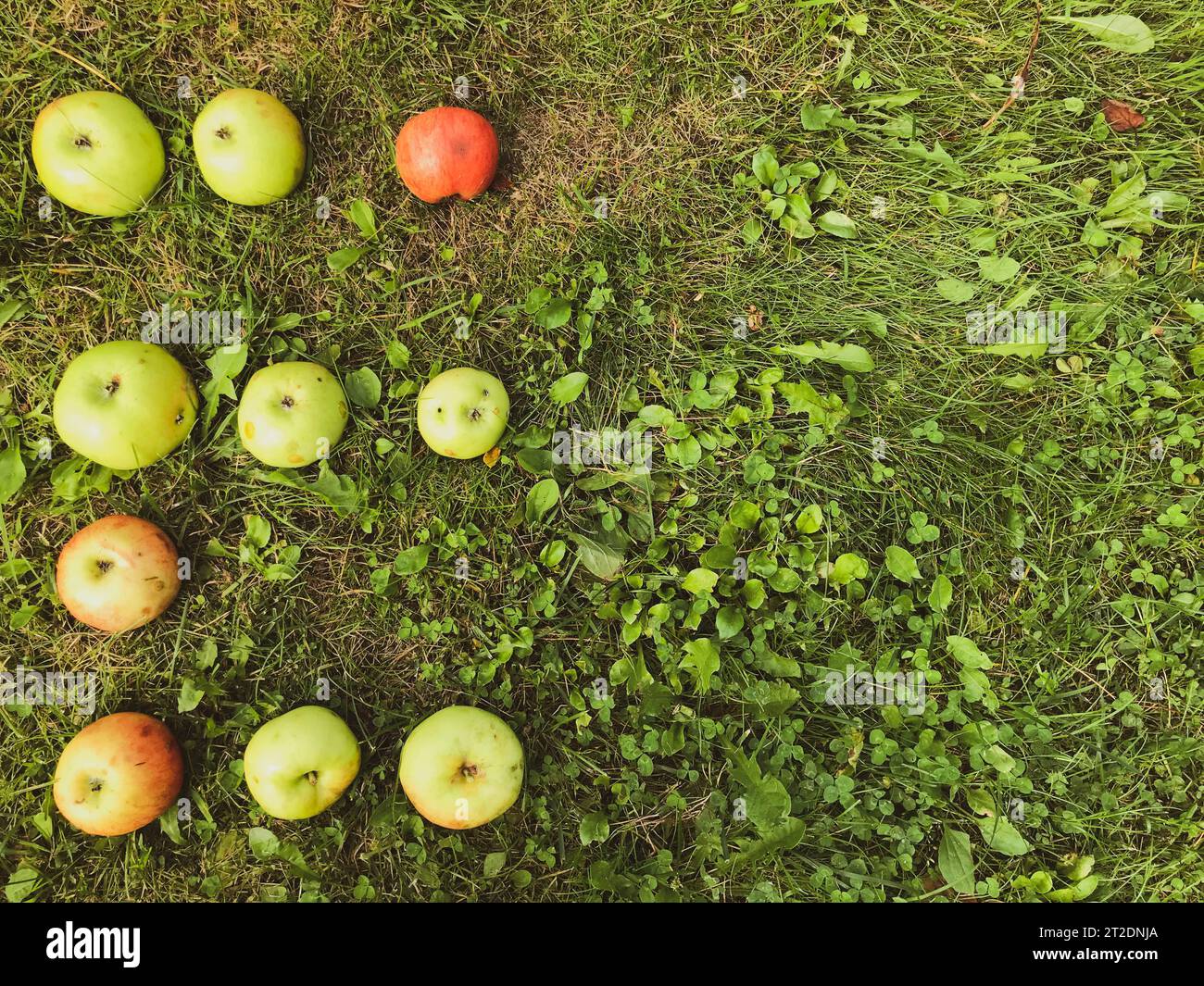 creative art letters from apples. letter E, apple lettering, word ...