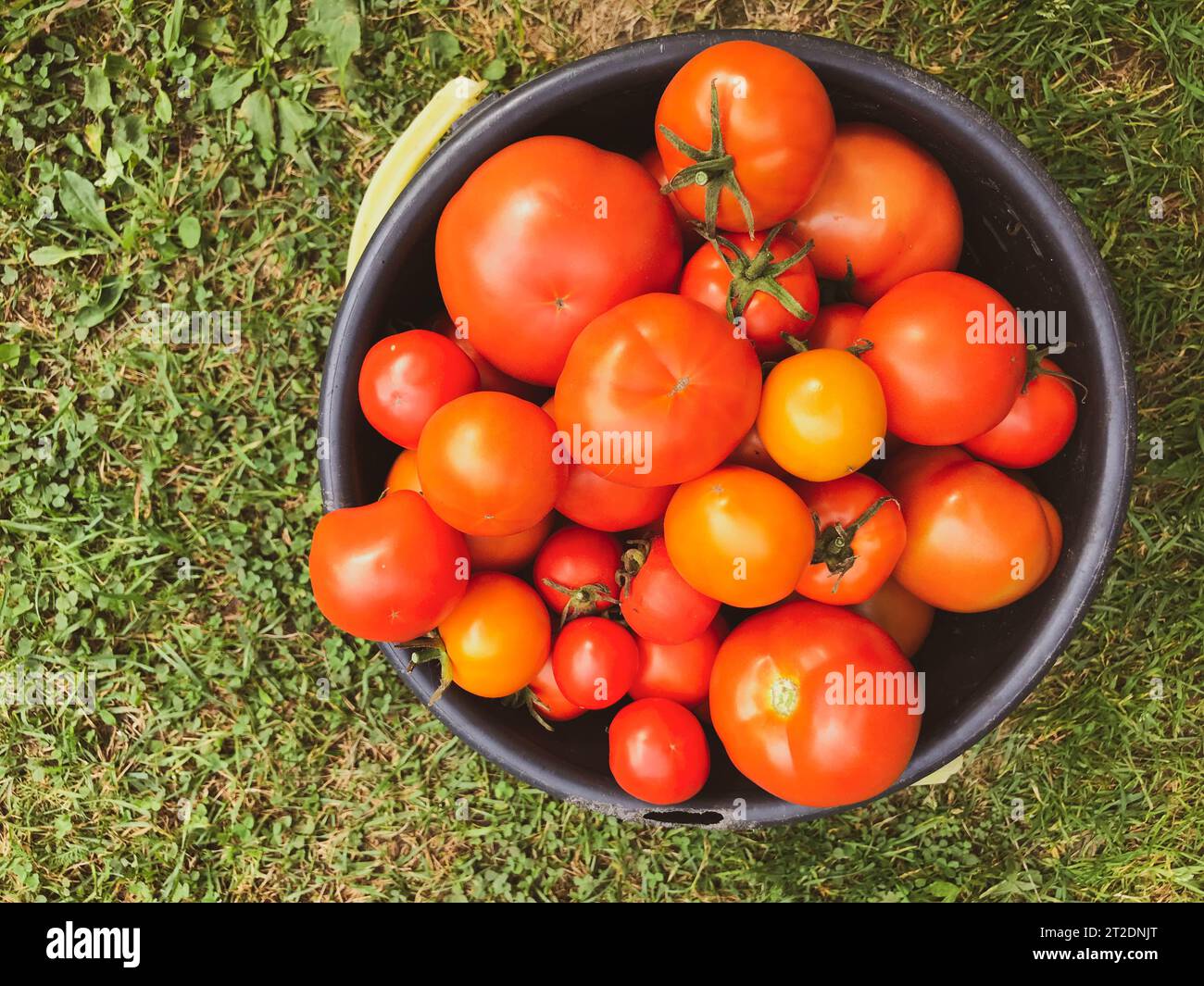 fresh and tasty tomatoes are in a bucket. vegetables for pasta, pizza ...