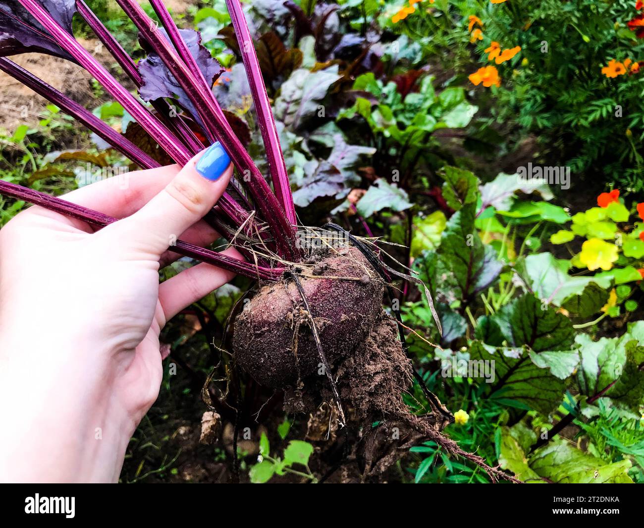 beets are growing in the garden bed. a girl with a stylish blue ...