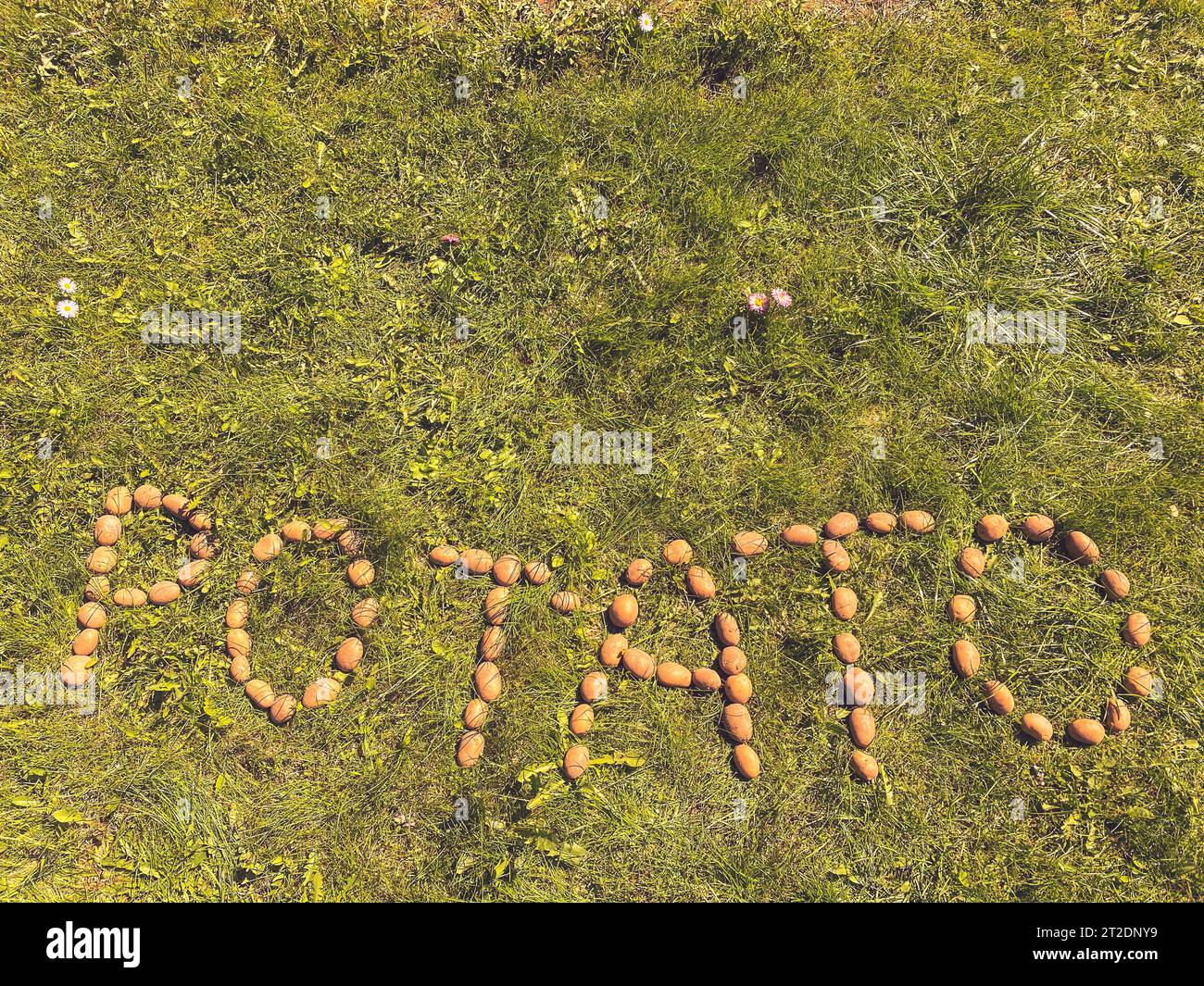 The inscription potatoes made of letters from natural yellow beautiful ...