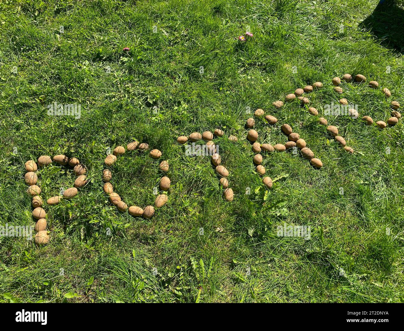 The inscription potatoes made of letters from natural yellow beautiful ...