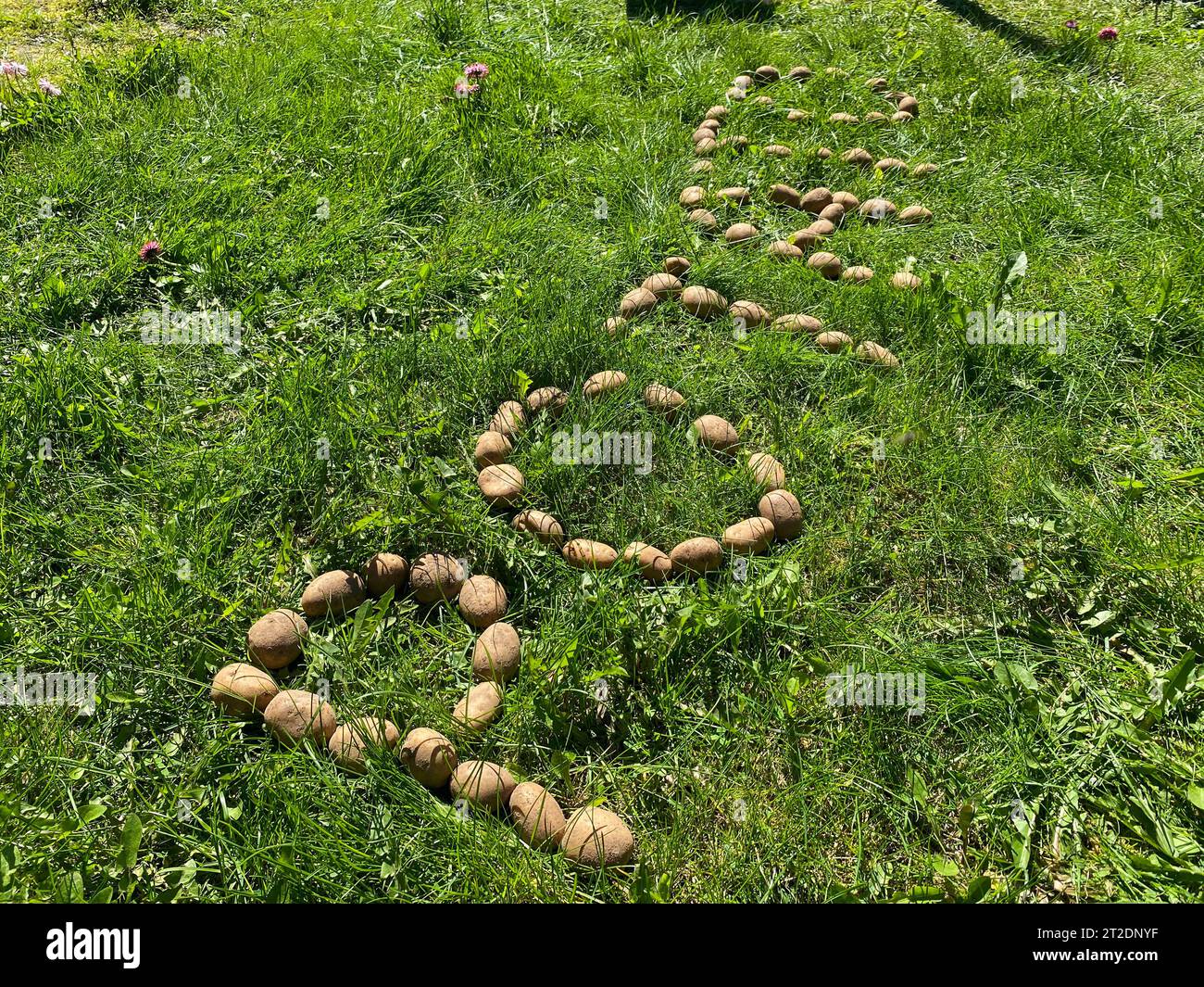 The inscription potatoes made of letters from natural yellow beautiful ...