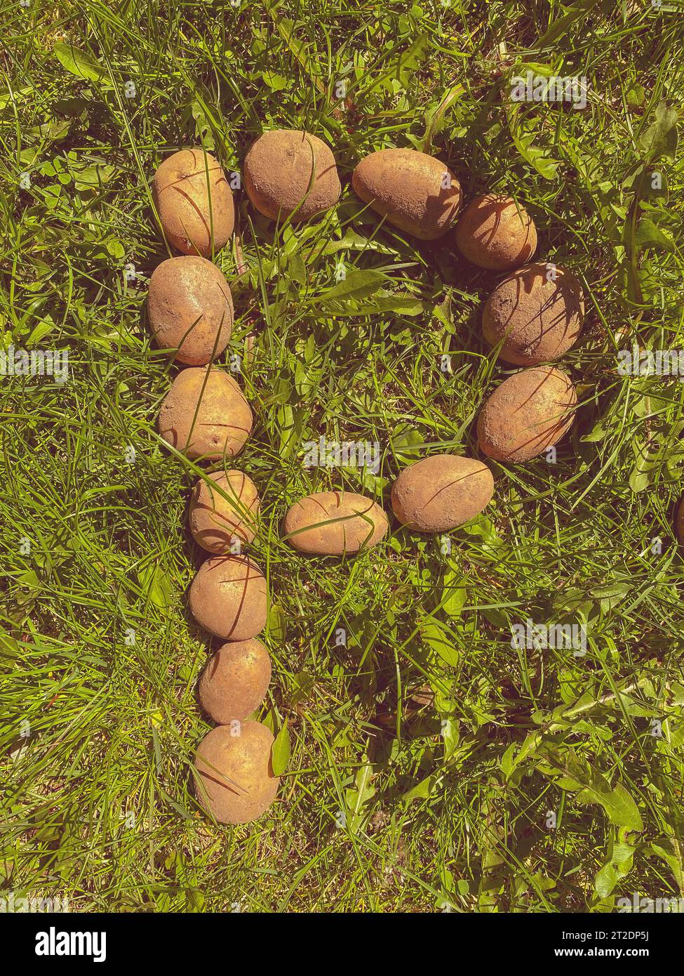 potatoes in the skin lie on the grass. letter P from kartovel, edible ...