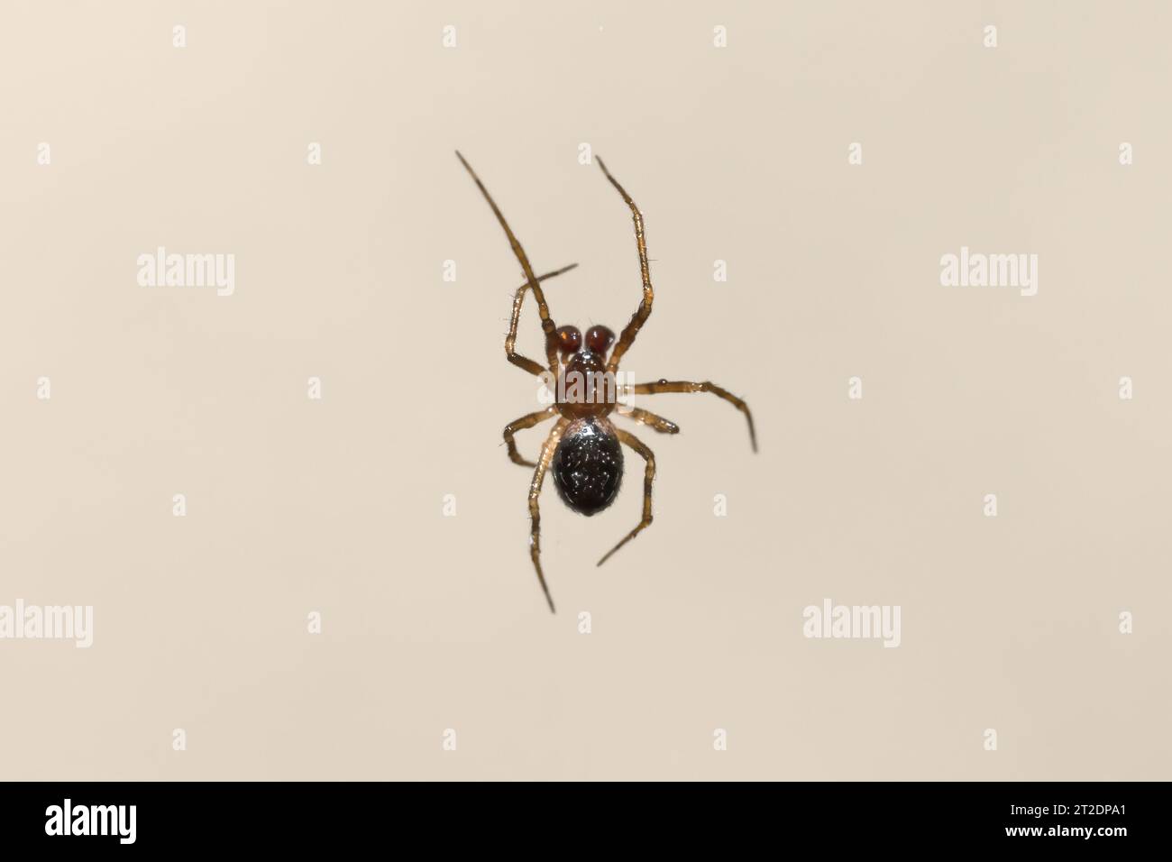 Photograph Of The Spider Steatoda Grossa Called The Cabinets Spider Isolated On Uniform