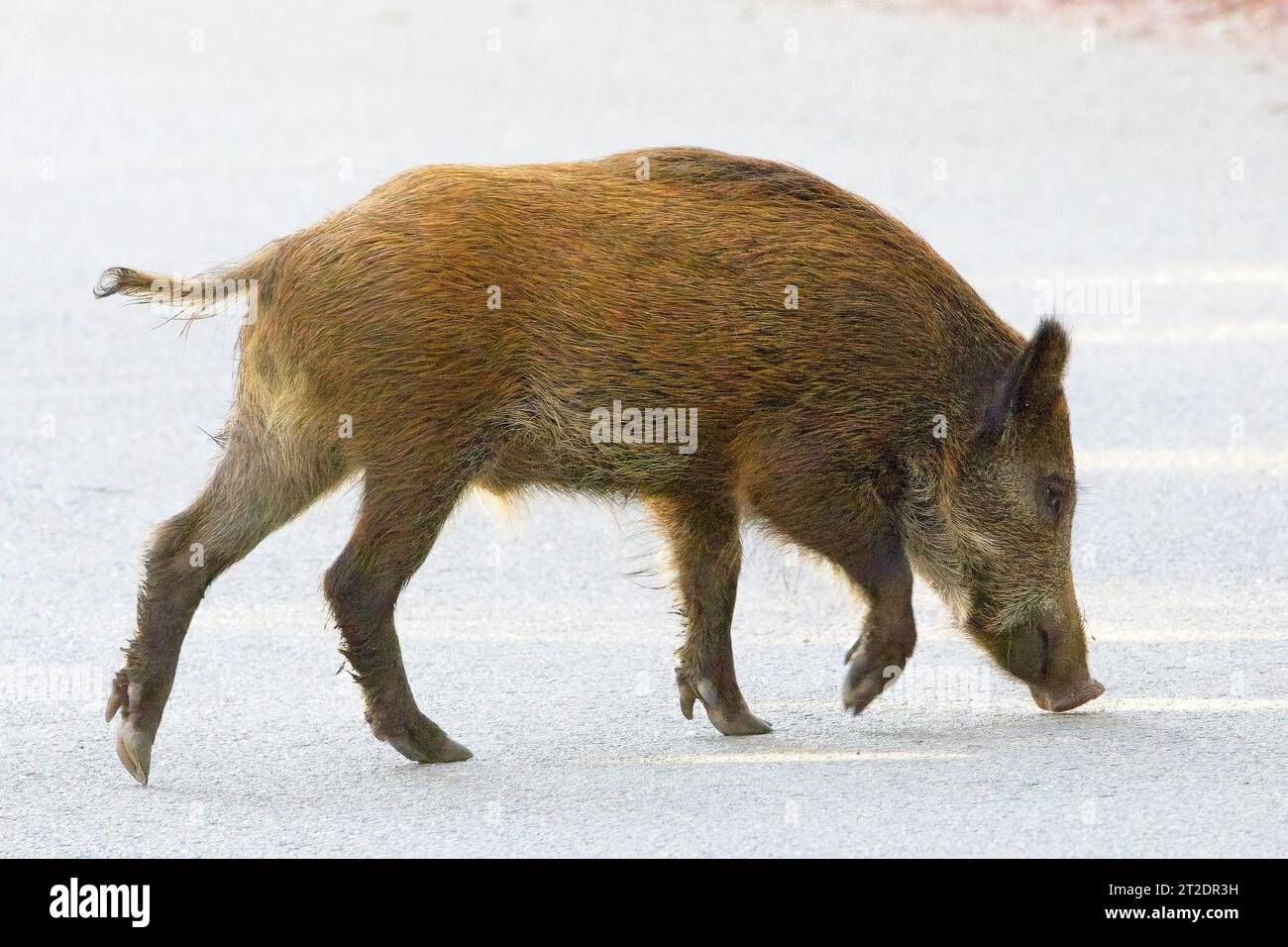 Wild Boar, (Sus scrofa), crossing the road, near Aleria, Corsica ...