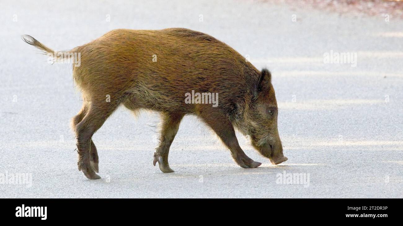 Wild Boar, (Sus scrofa), crossing the road, near Aleria, Corsica ...