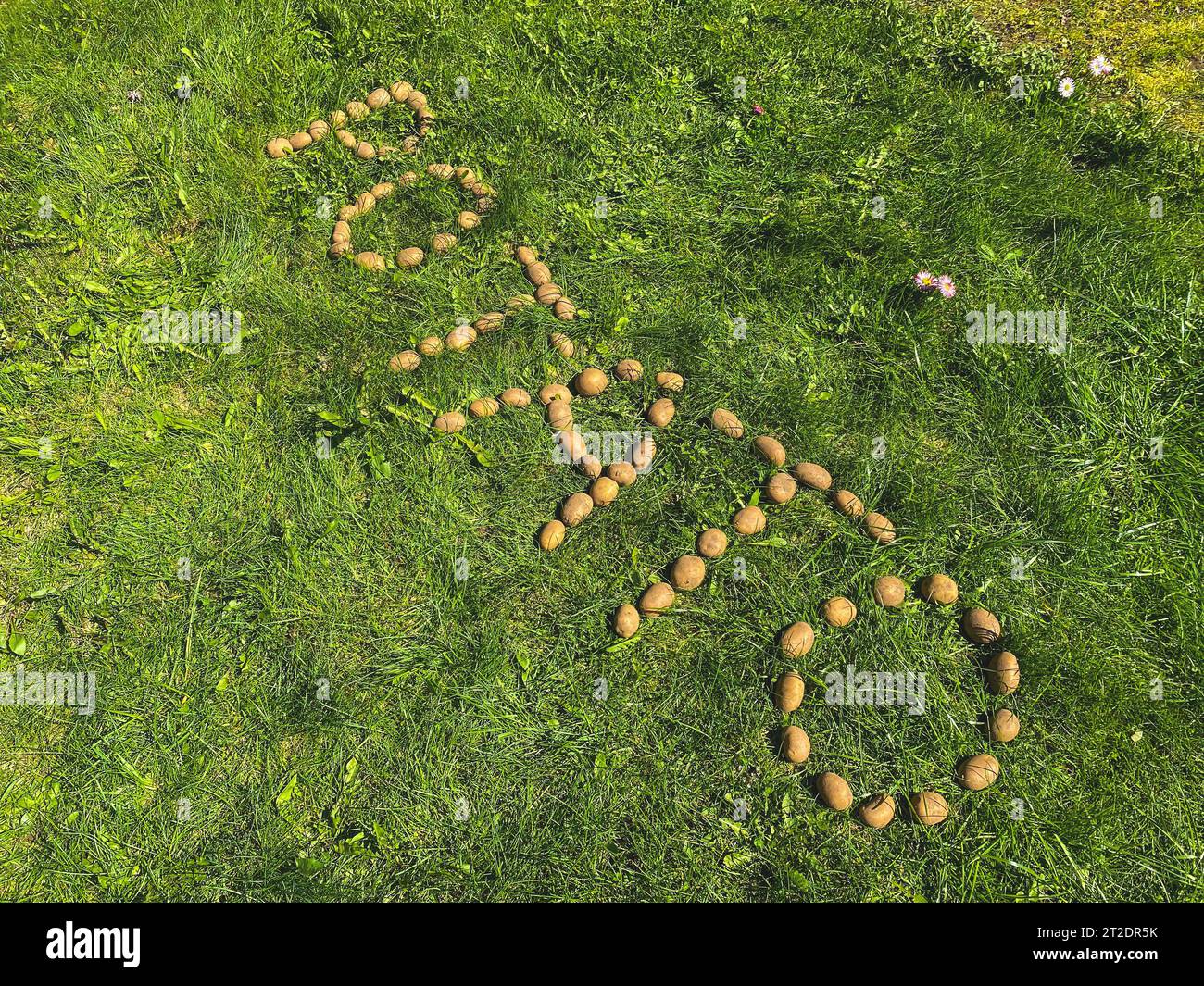 The inscription potatoes made of letters from natural yellow beautiful ...