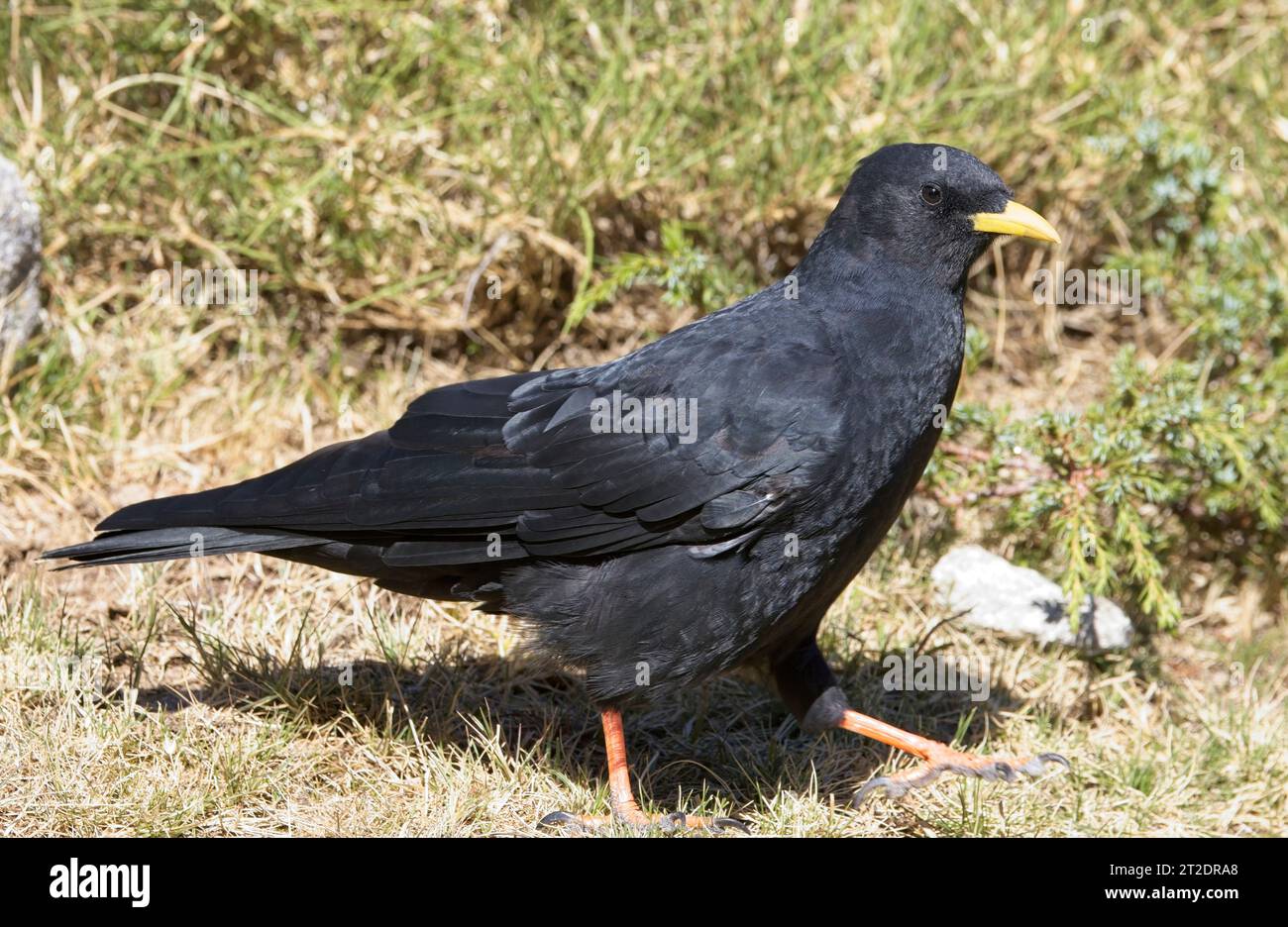 Alpine Chough (Pyrrhocorax graculus), Restronica Gorge, Corsica, France ...