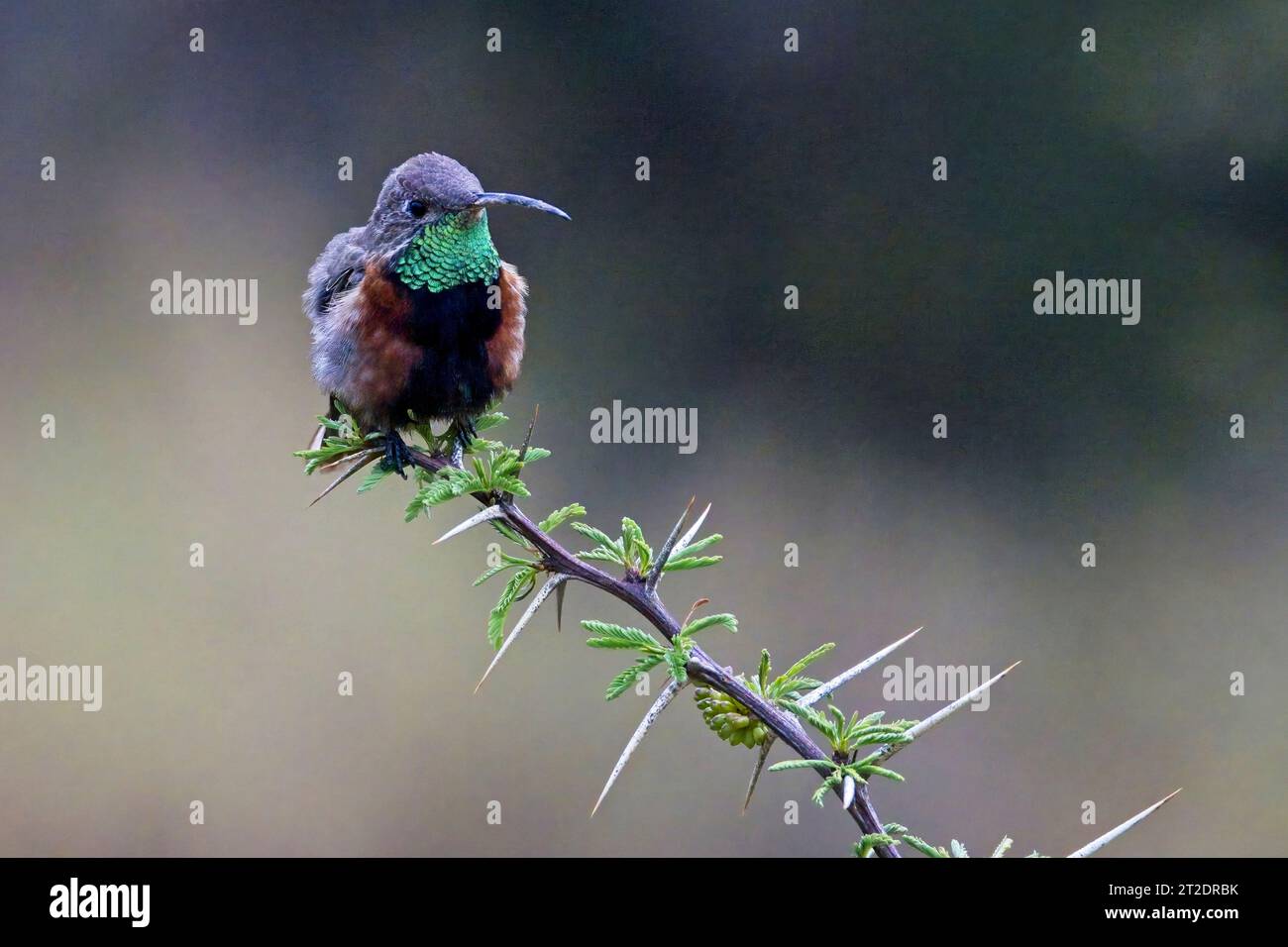 Wedge-tailed Hillstar (Oreotrochilus adela) male, a rare and local high ...