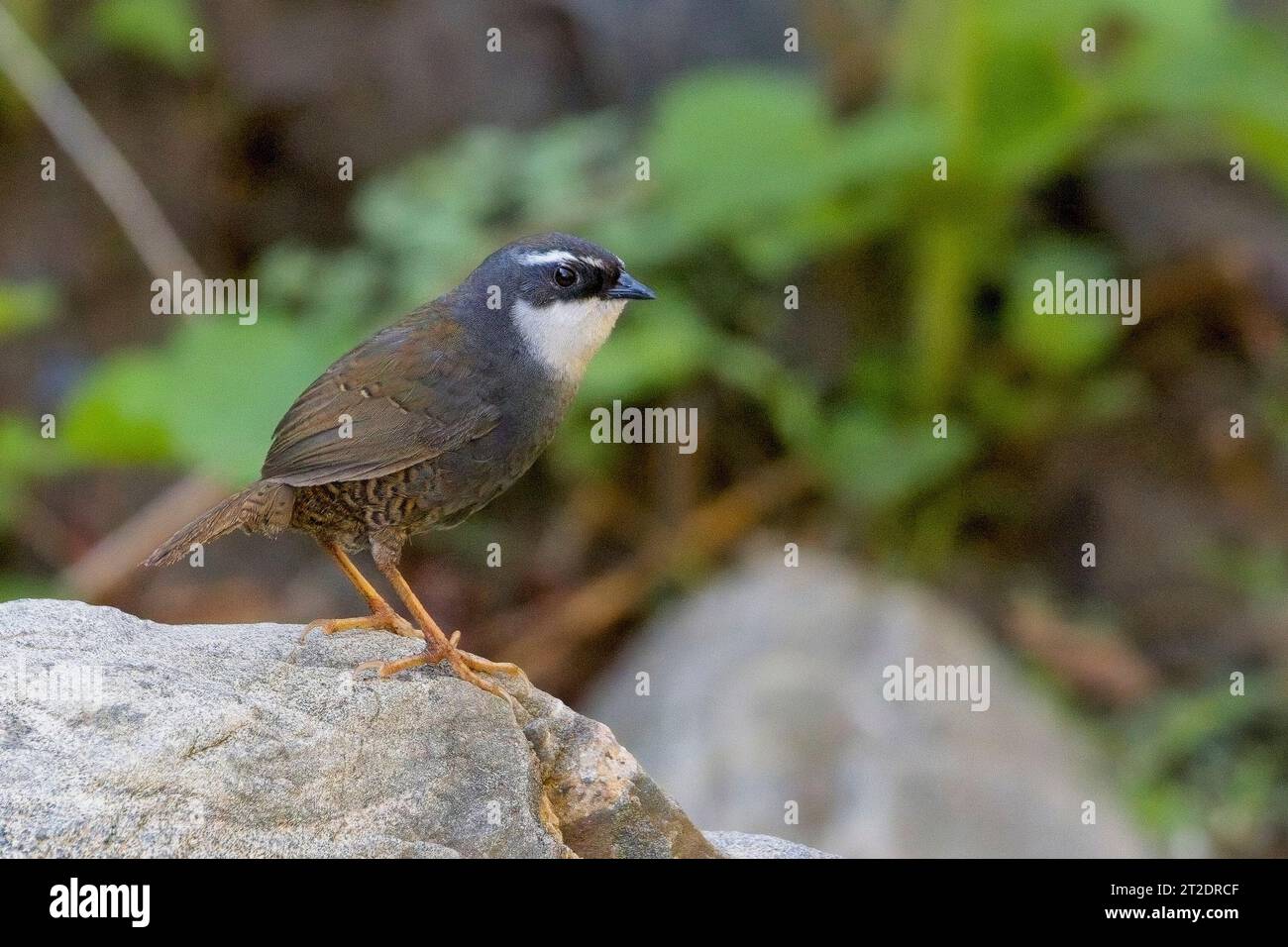 Scytopus superciliaris hi-res stock photography and images - Alamy