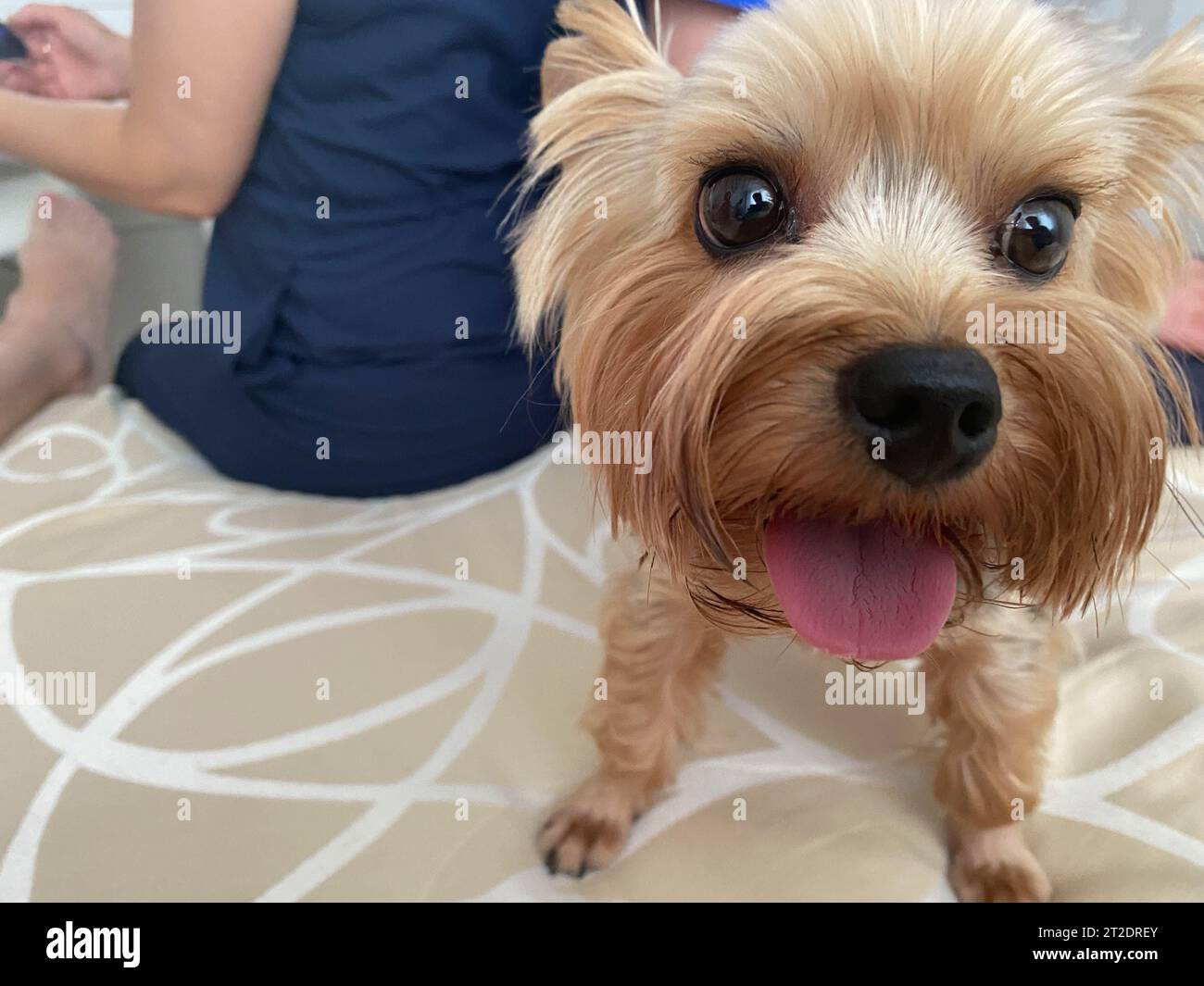 Small beautiful fluffy kind dog, home pet Yorkshire Terrier with a ...