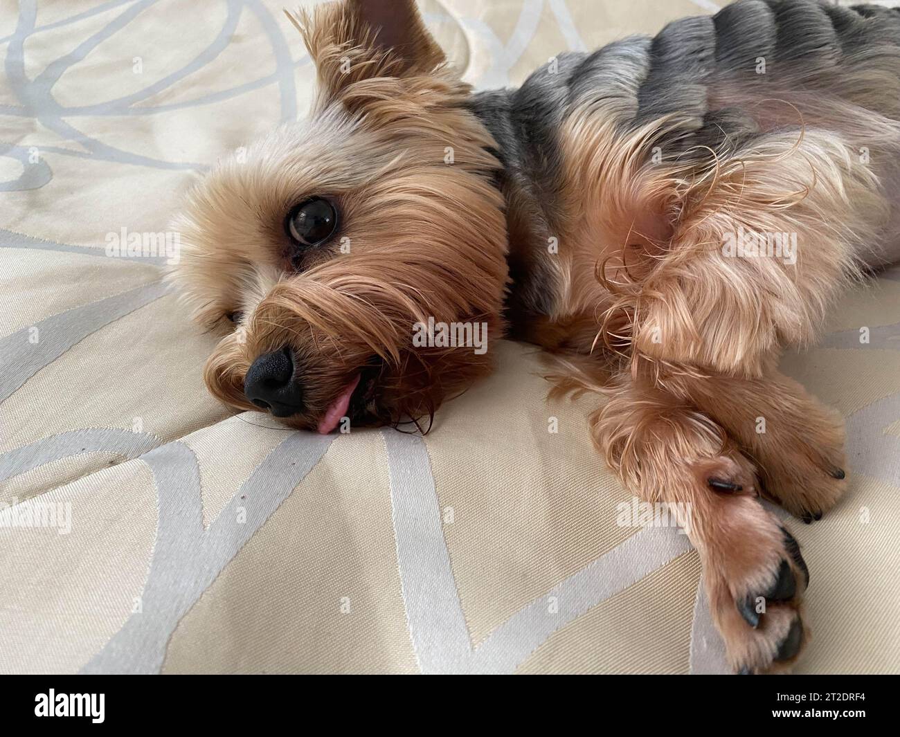 A small beautiful fluffy kind dog, home pet, Yorkshire Terrier with a ...