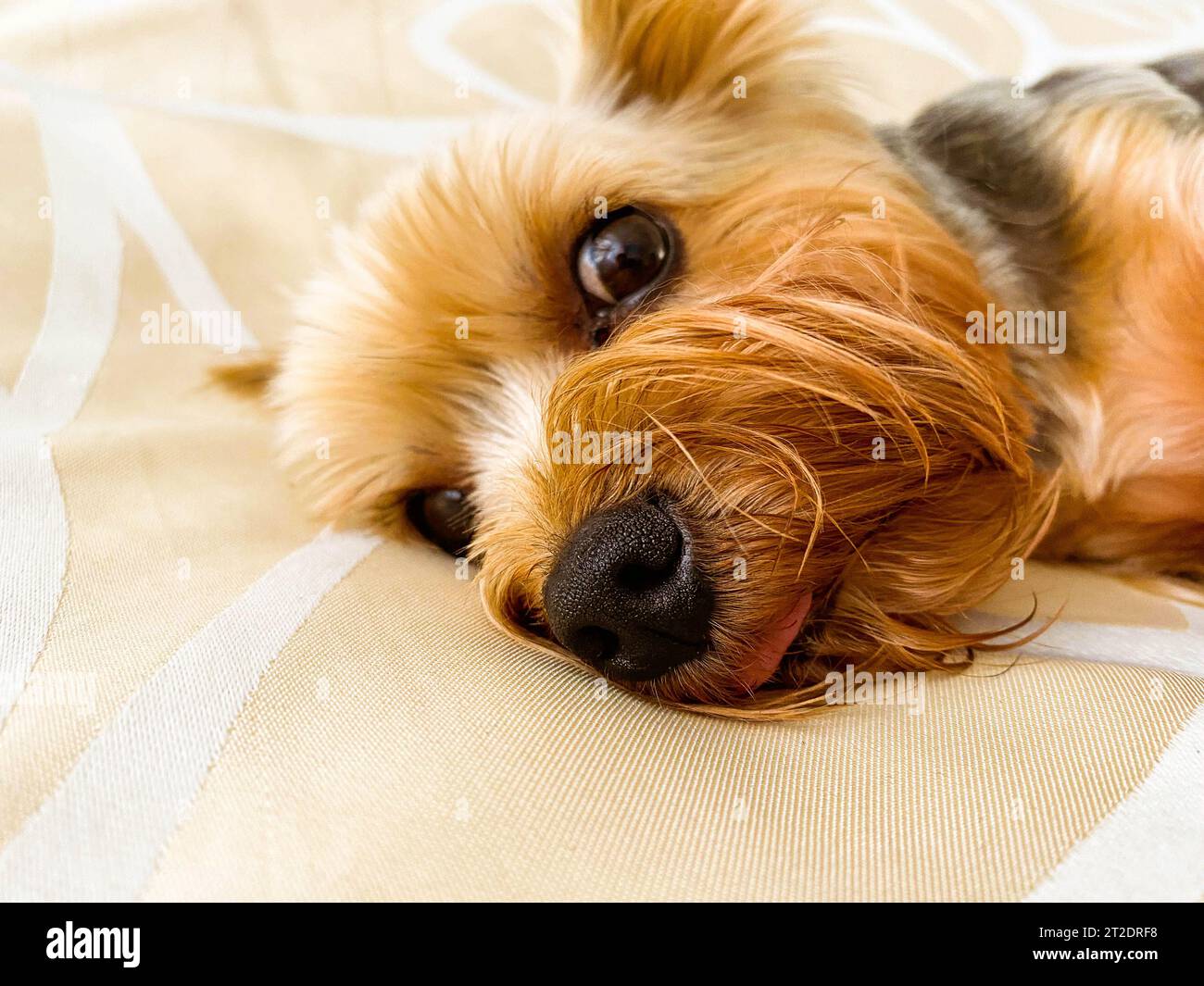 a small dog lies on the bed. yorkshire terrier stuck out his tongue ...