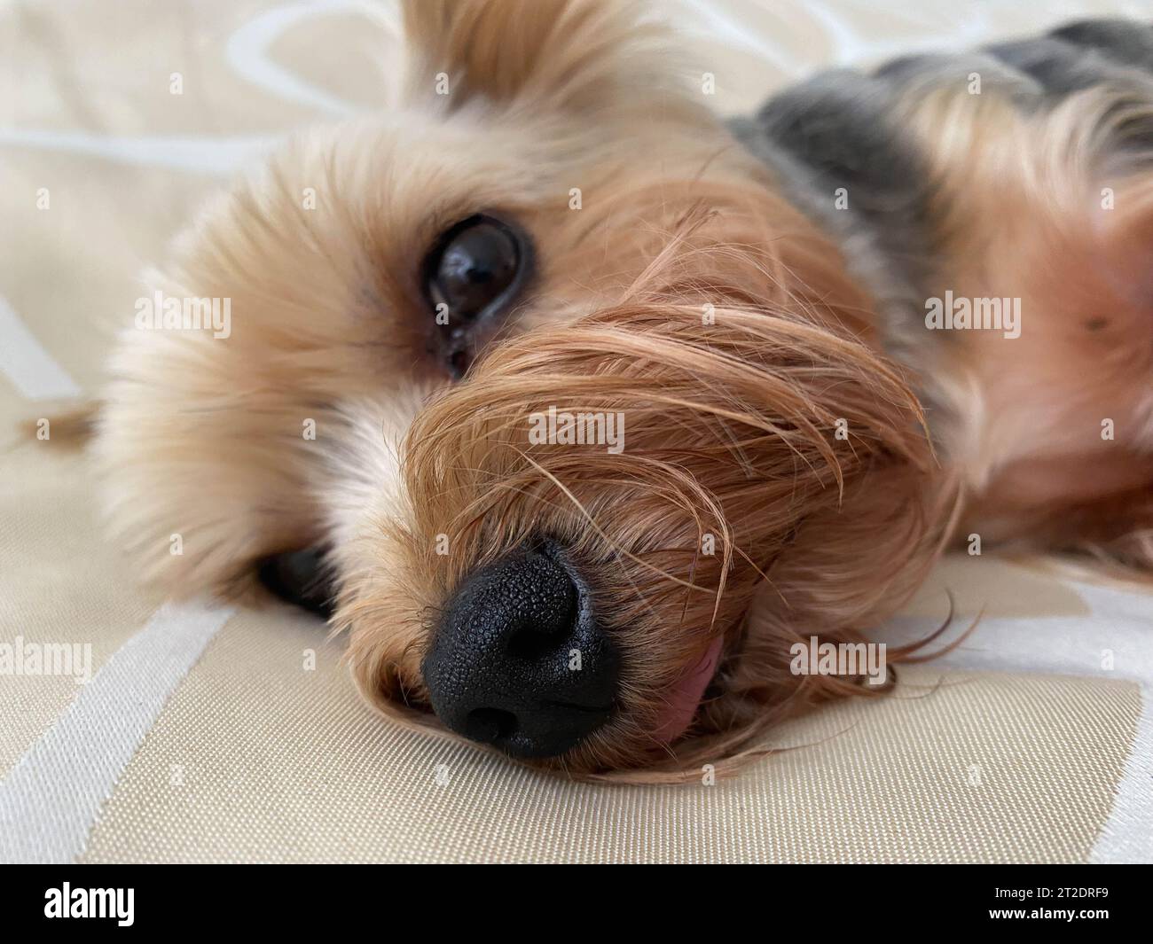 A small beautiful fluffy kind dog, home pet, Yorkshire Terrier with a ...