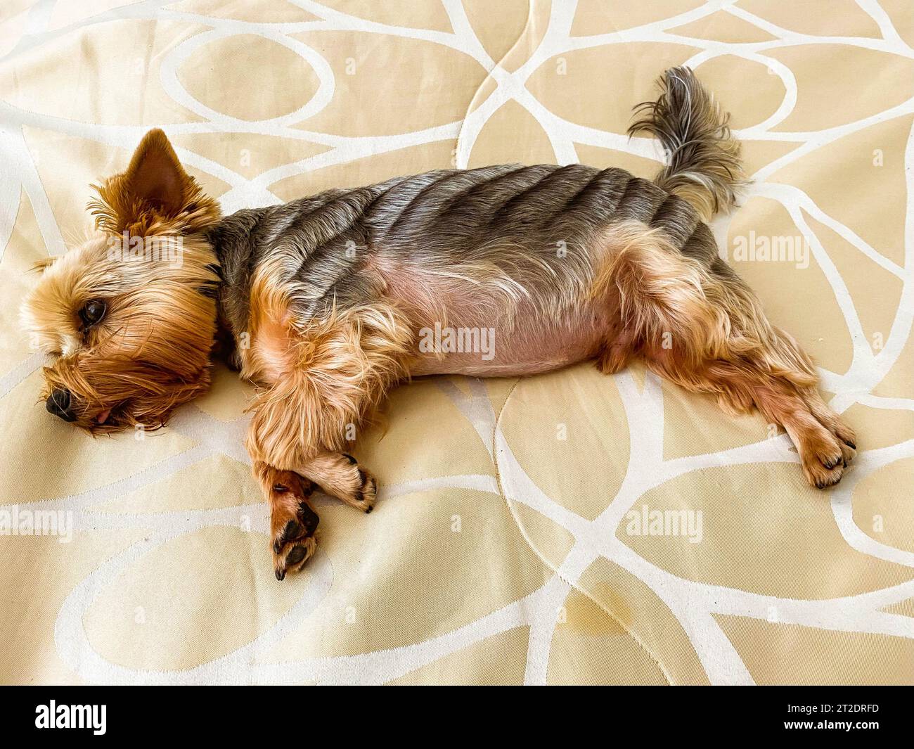 a small dog lies on the bed. yorkshire terrier stuck out his tongue ...