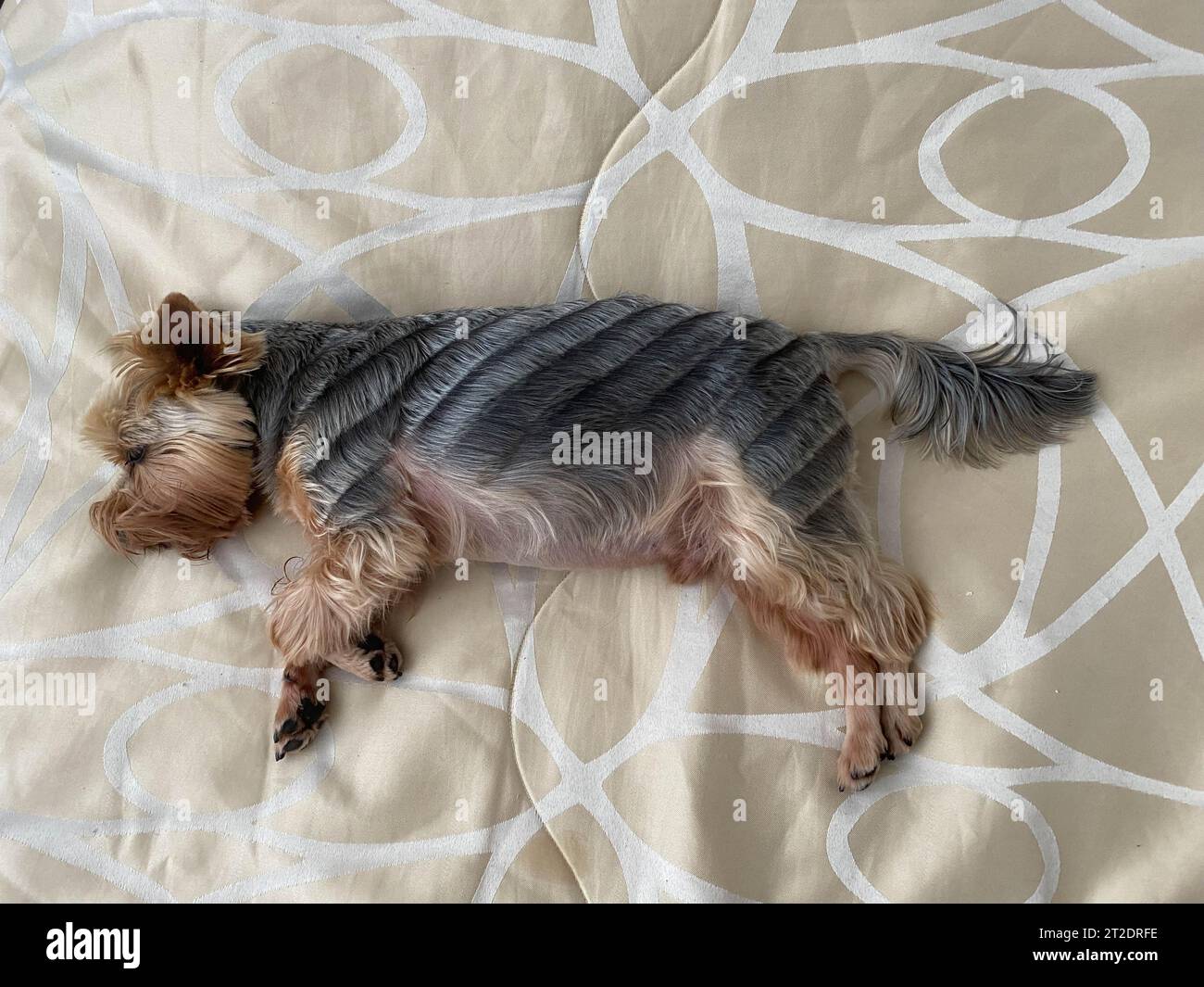 A small beautiful fluffy kind dog, home pet, Yorkshire Terrier with a ...