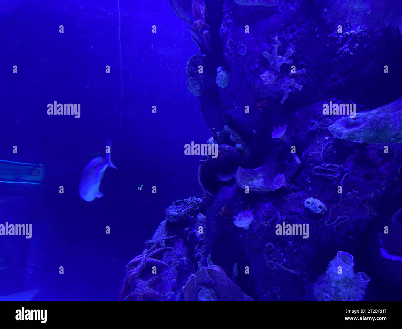 Seabed underwater deep cave hi-res stock photography and images - Alamy