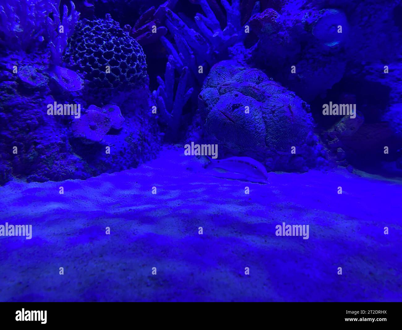 Underwater colorful coral reef as dark marine background Stock Photo ...