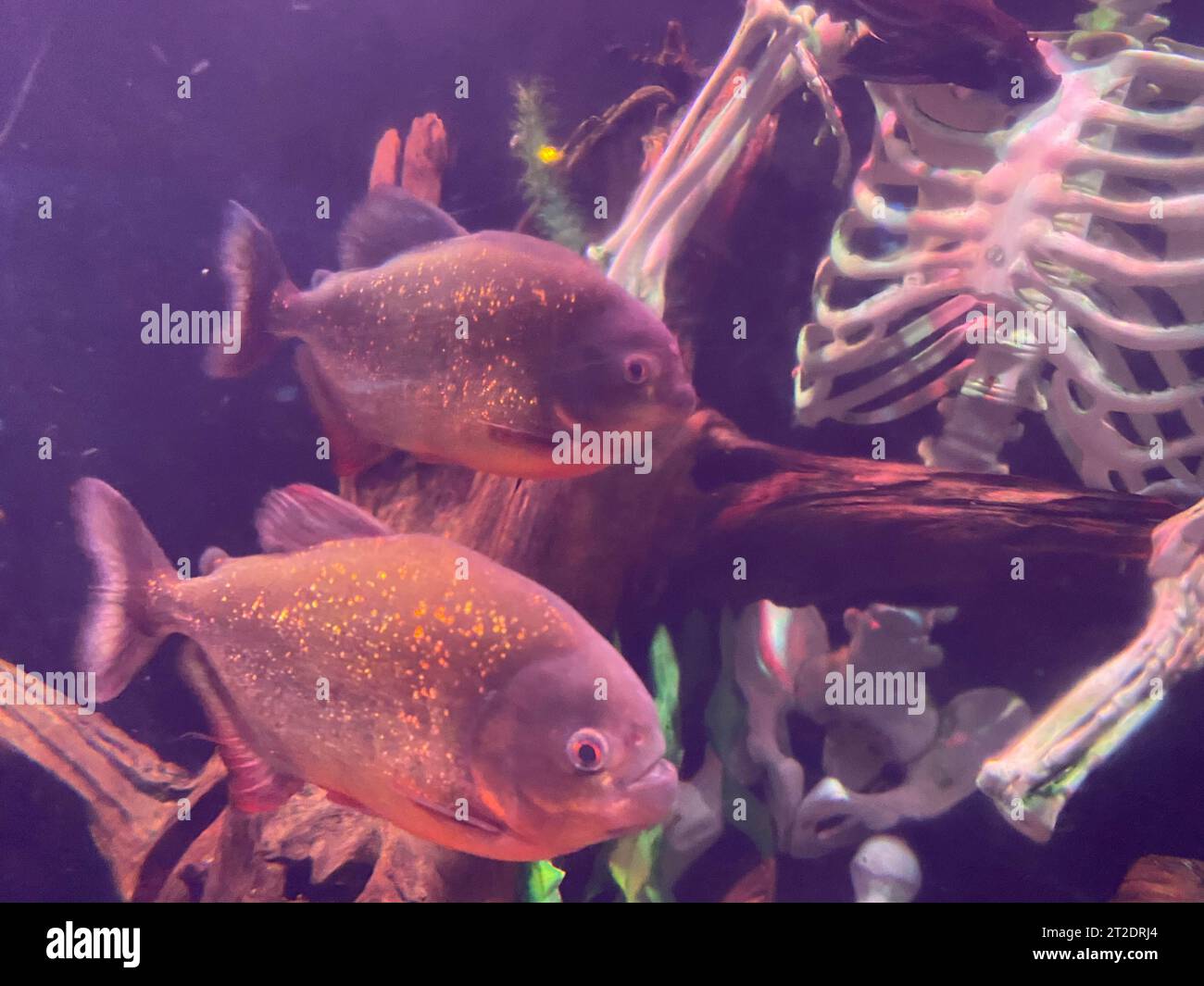Piranha fish and human skeleton underwater abstract composition Stock ...