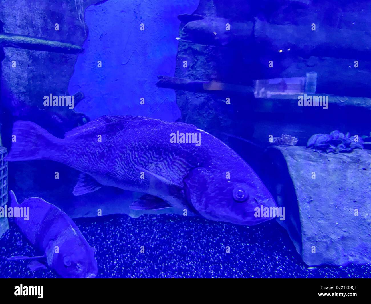 Underwater shoot of a funny fish with open mouth fining in blue clear ...