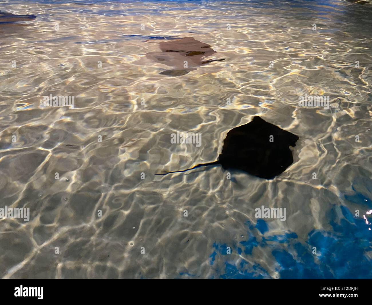 Stingray swimms under blue water. Closeup Stingray through aquarium ...