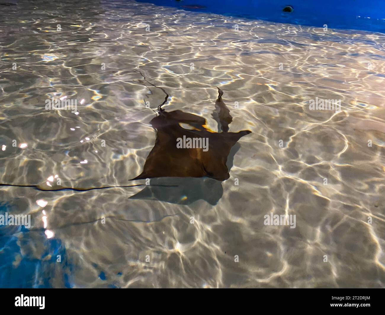 Close up beautiful stingray in the blue ocean. Smiling Stingray swimms ...