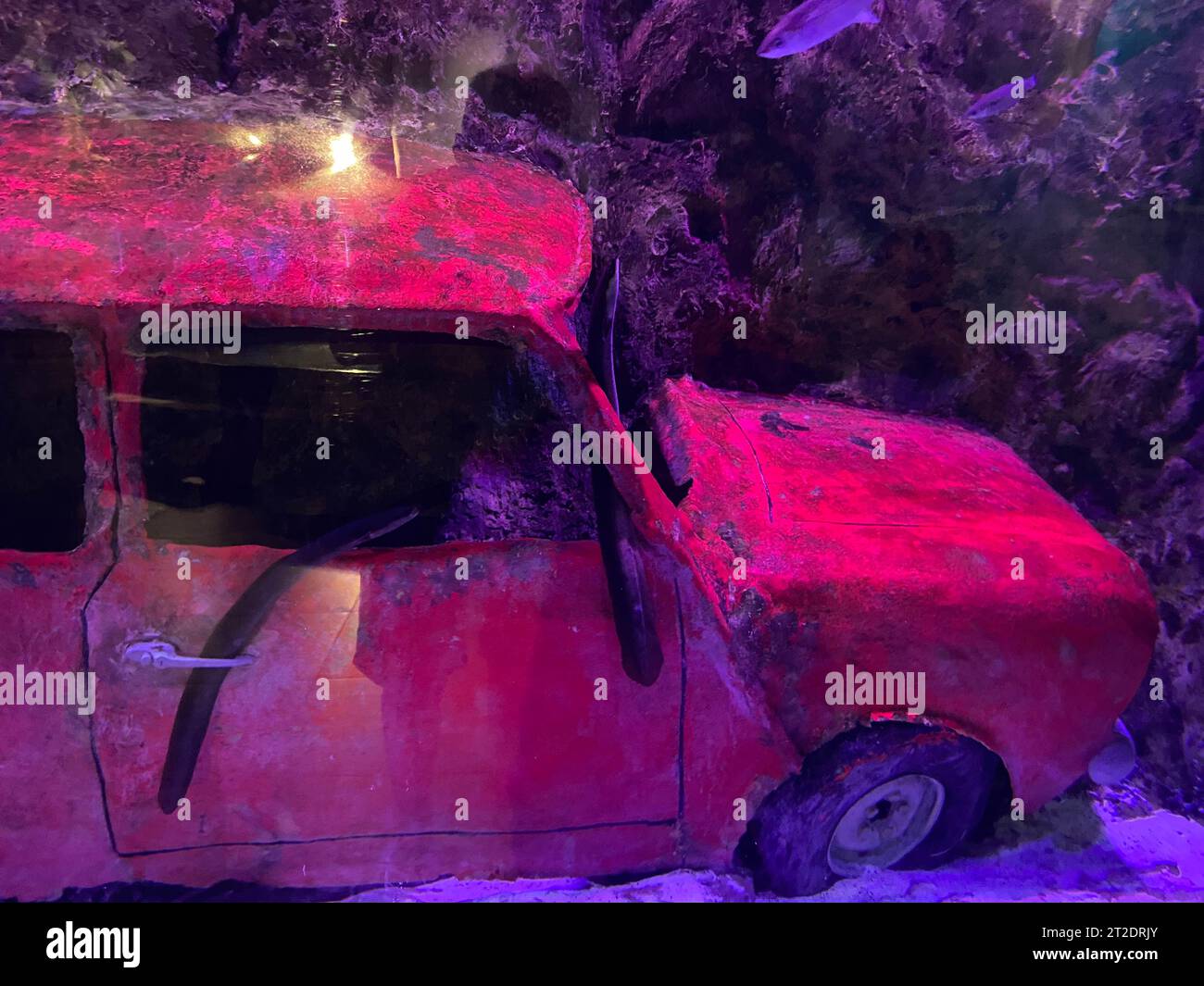 Beautiful colored fish in the water. Underwater world. Aquarium ...